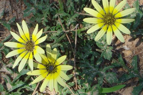 Capeweed Removal: How To Get Rid Of Capeweed For Good - Rencon